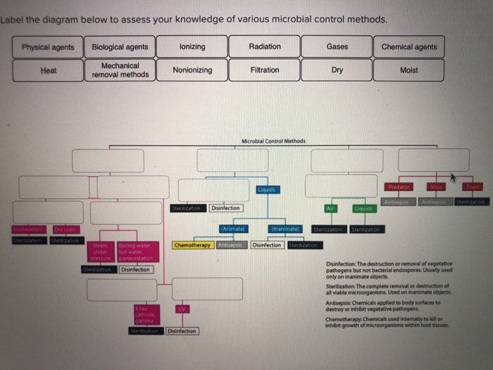 Solved Label the diagram below to assess your knowledge of | Chegg.com