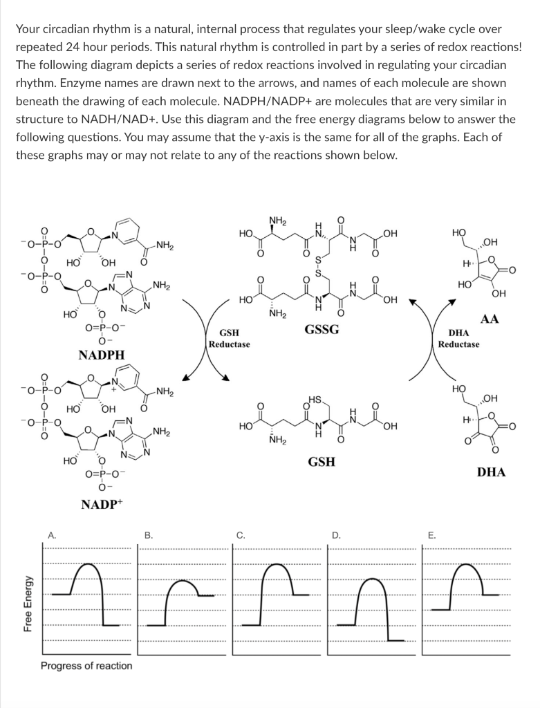 Solved Your circadian rhythm is a natural, internal process | Chegg.com