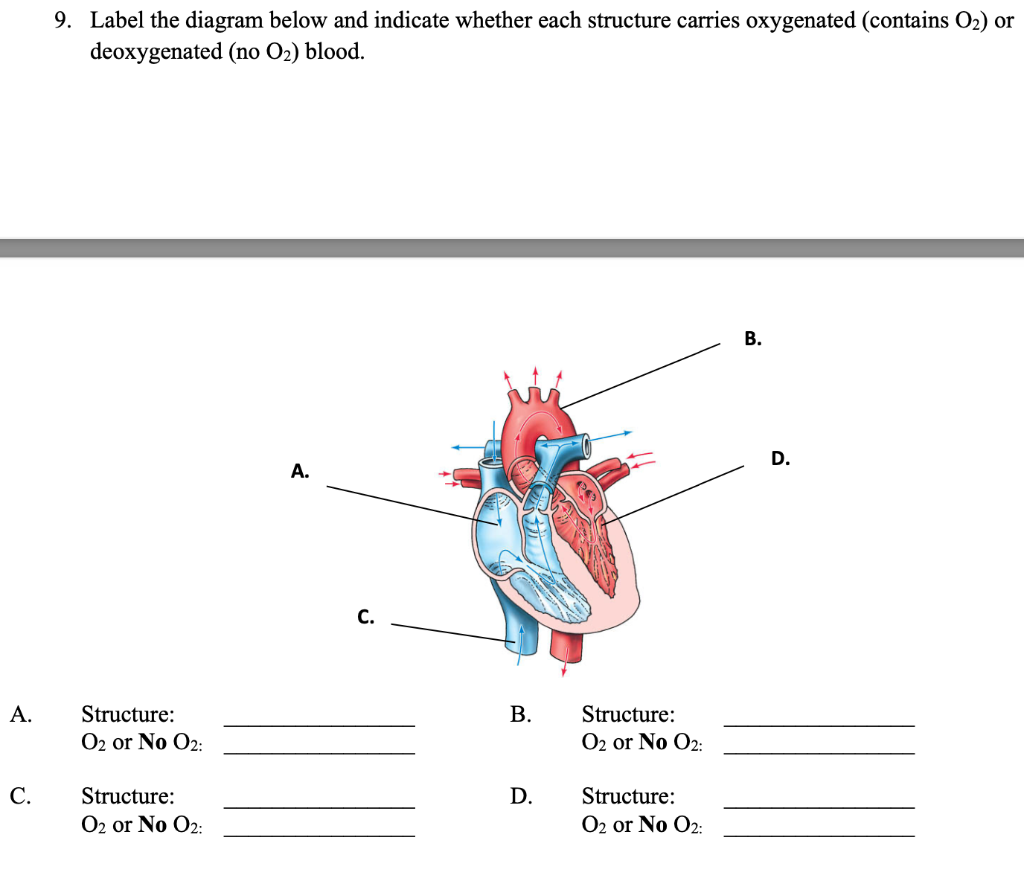 Solved 9. Label the diagram below and indicate whether each | Chegg.com