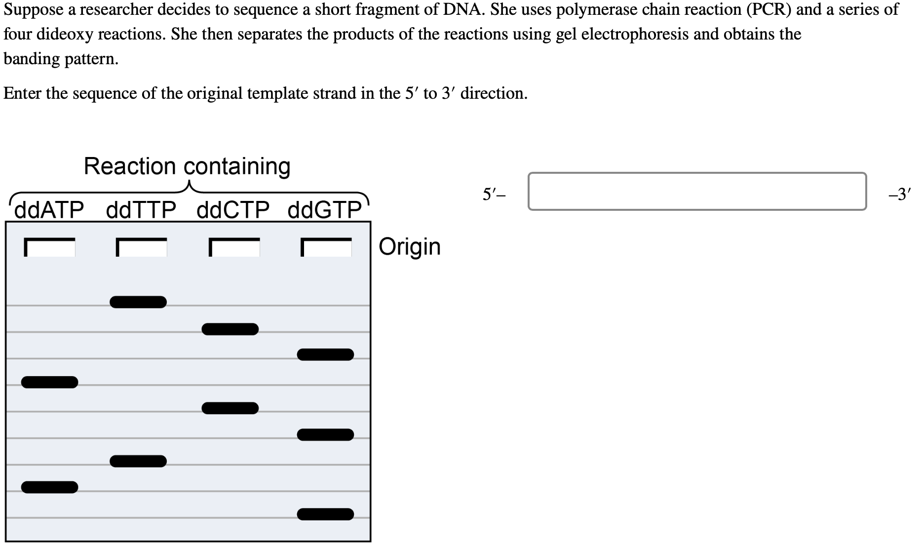 Solved Suppose a researcher decides to sequence a short | Chegg.com