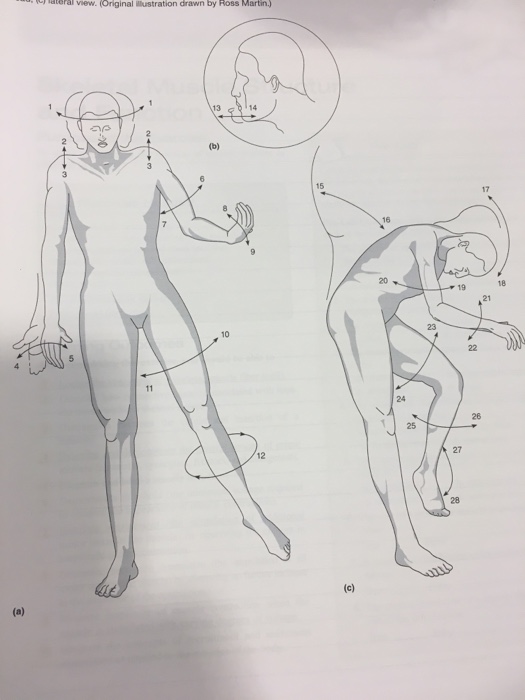 Solved Identify the types of joint movements numbered in | Chegg.com