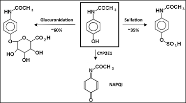 Solved The following figure shows the metabolism of the | Chegg.com