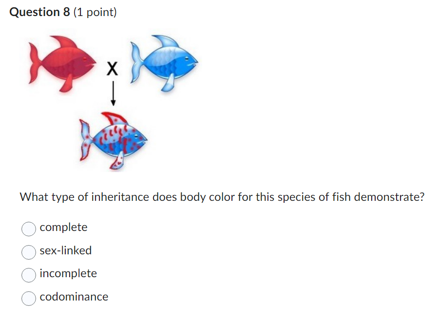 Solved Question 8 1 Point What Type Of Inheritance Does 