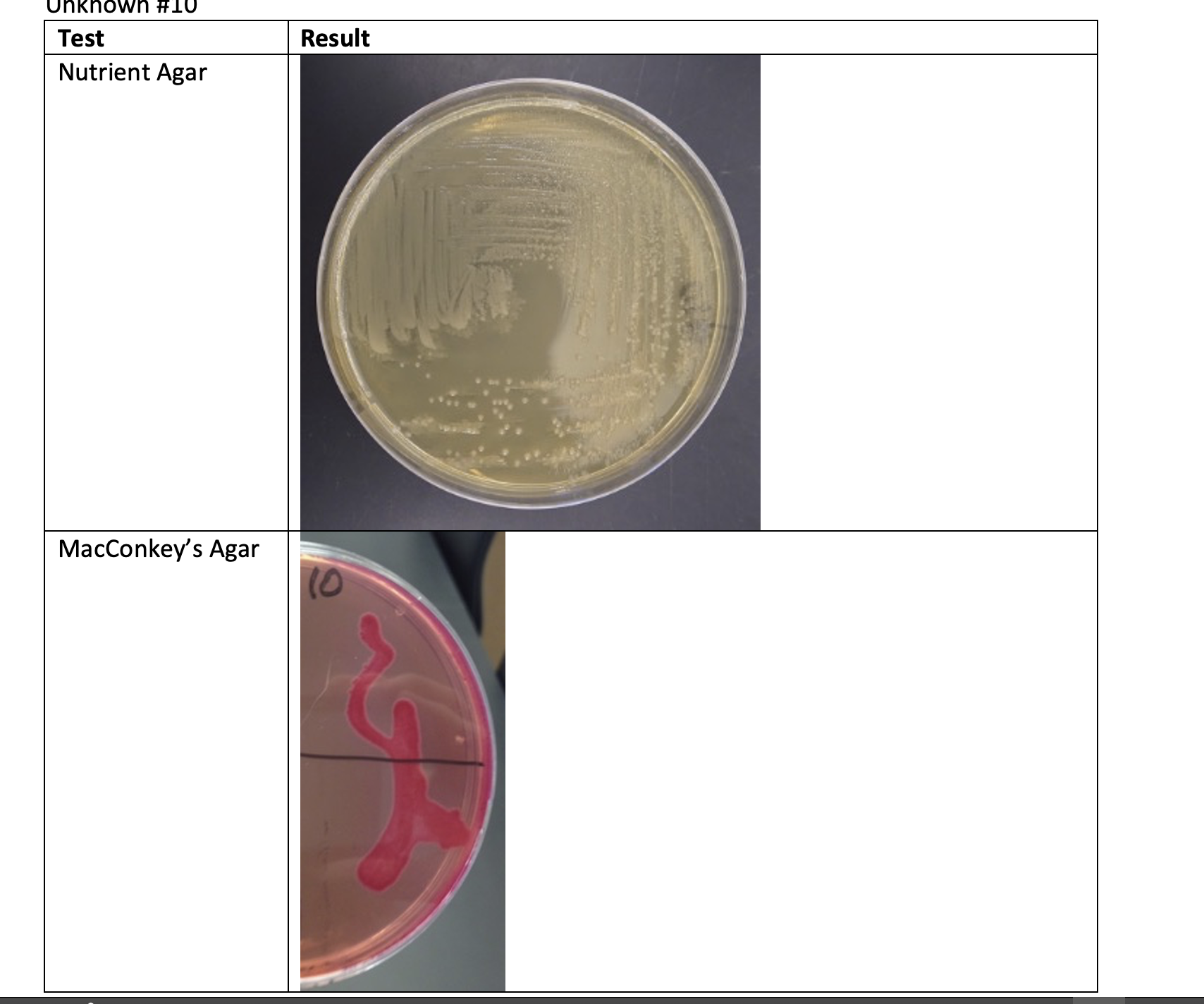 Solved I have to do a lab report about an unknown bacteria. | Chegg.com