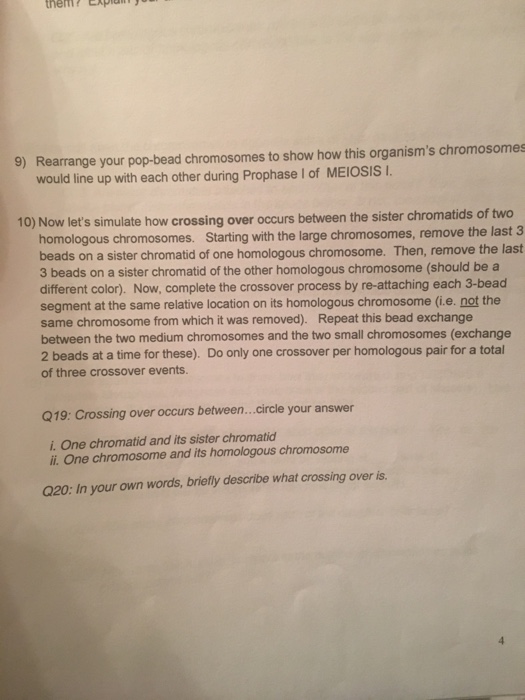 Solved them? EXpi Rearrange your pop-bead chromosomes to | Chegg.com