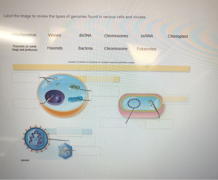 Solved Label the image to review the types of genomes found | Chegg.com