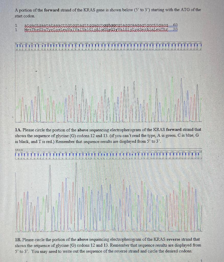 A portion of the forward strand of the KRAS gene is | Chegg.com