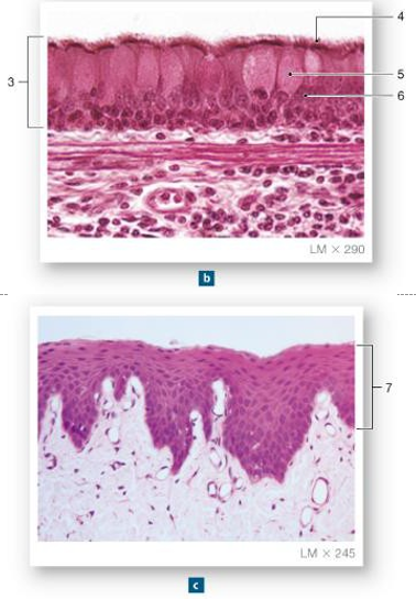 Solved Identify and label each structure: | Chegg.com