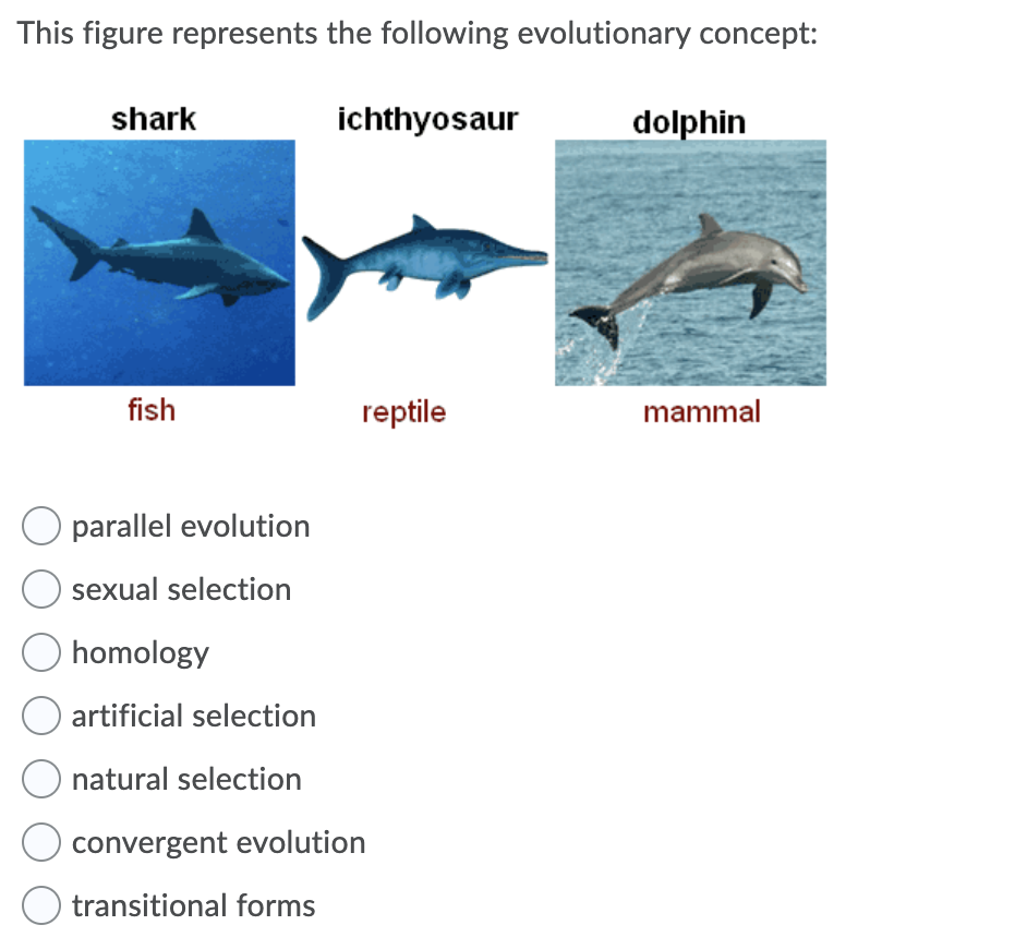Solved This figure represents the following evolutionary | Chegg.com