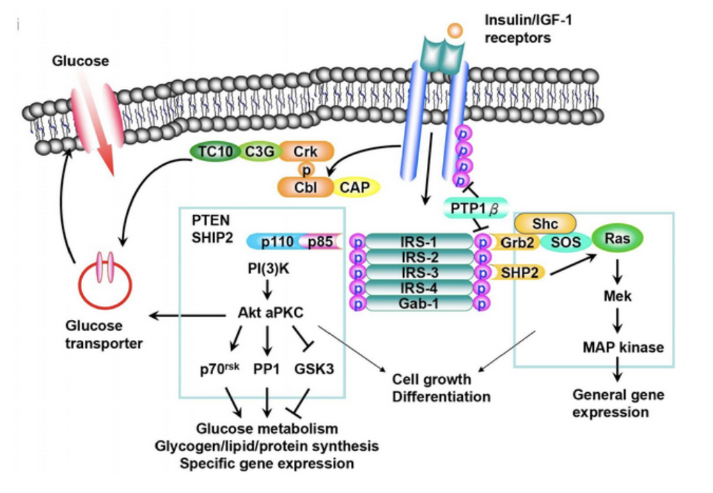 Solved Insulin/IGF-1 receptors Glucose C10 C3G Crk Cbl CAP | Chegg.com