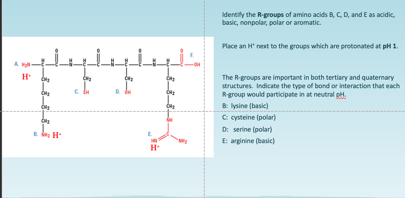 Solved Identify the R-groups of amino acids B, C, D, and E | Chegg.com