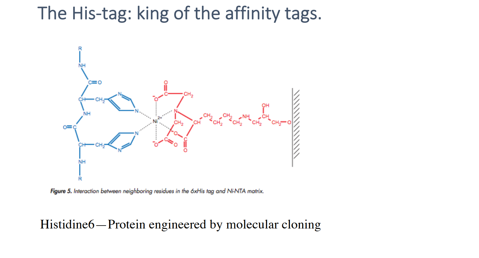 Solved What is the problem with the model of Histidine-Tag | Chegg.com