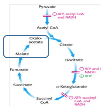 Solved A) Looking at this picture of the TCA cycle, what | Chegg.com