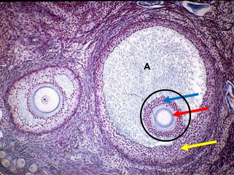 Solved Identify the structure the blue arrow is pointing | Chegg.com