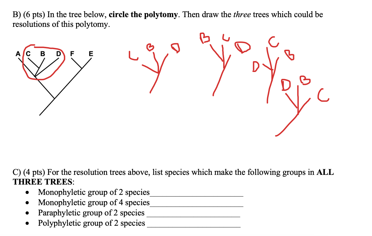 Solved B) In the tree below, circle the polytomy. Then draw | Chegg.com