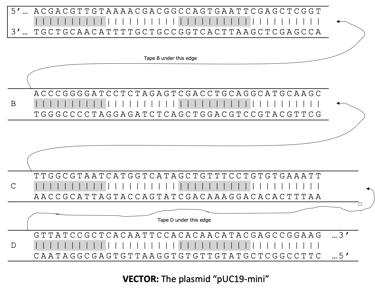 Solved Molecular Cloning Method 2: In method 1 you saw that | Chegg.com