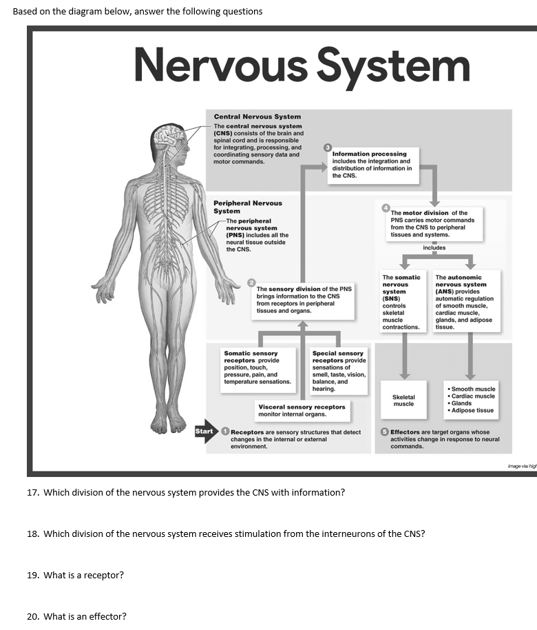 Solved Based on the diagram below, answer the following | Chegg.com