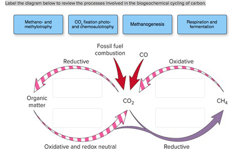 Solved Label the diagram below to review the processes | Chegg.com