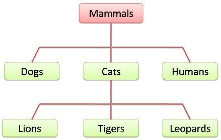 Mammals Dogs Cats Humans Lions Leopards Tigers | Chegg.com