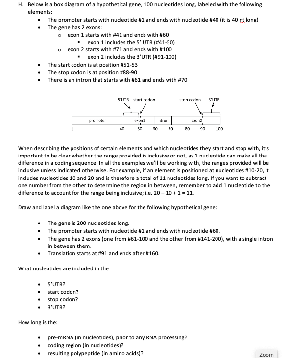 Solved H. ﻿Below is a box diagram of a hypothetical gene, | Chegg.com