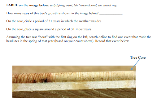 Solved LABEL on the image below: early (spring) wood, late | Chegg.com