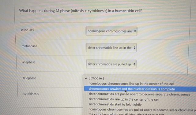 What happens during M phase (mitosis + cytokinesis) | Chegg.com
