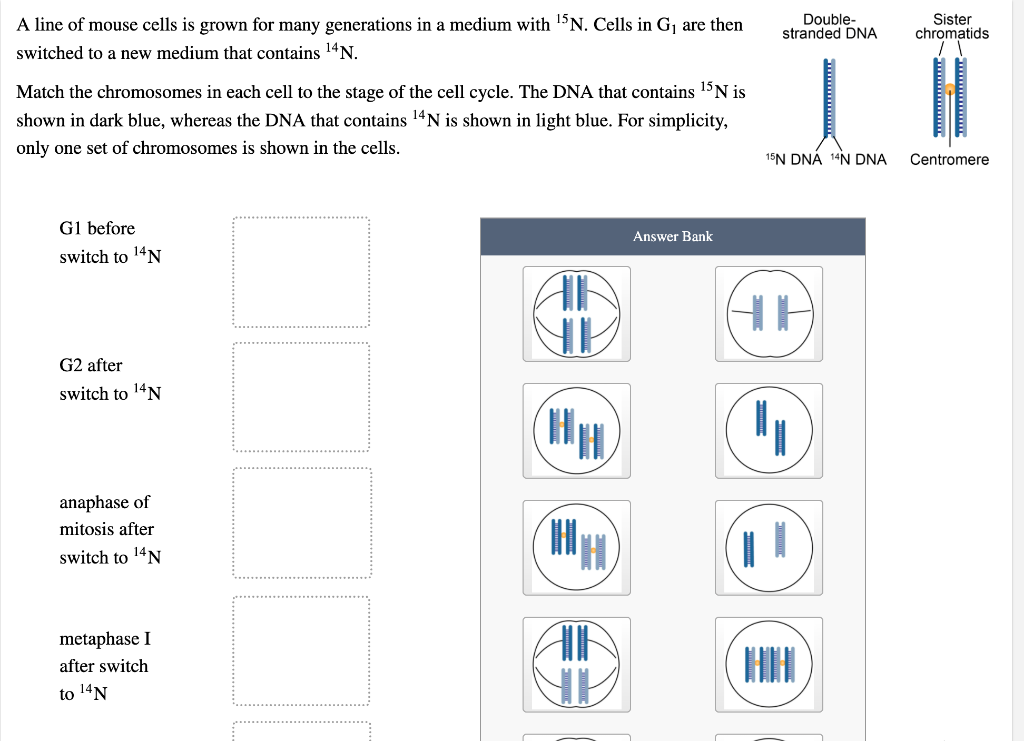 Solved A line of mouse cells is grown for many generations | Chegg.com