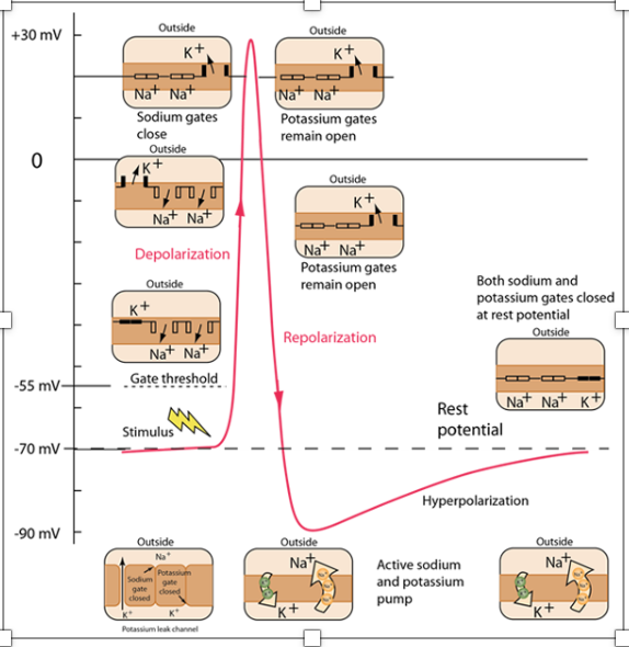 Solved +30 mV Nat Na Sodium gates Potassium gates remain | Chegg.com