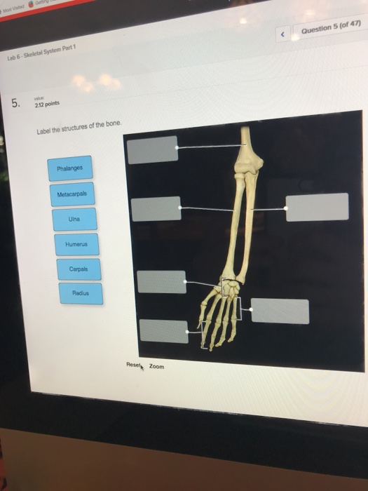 Solved Question 5 (of 47) Lab 6-Skeletal System Part 1 2.12 | Chegg.com