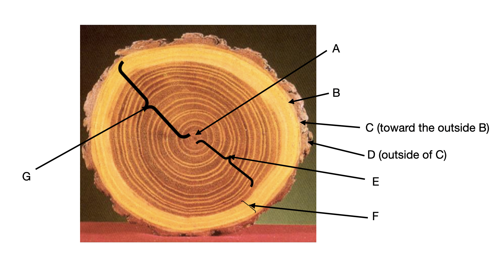Solved On the image of a woody stem cross-section below, | Chegg.com