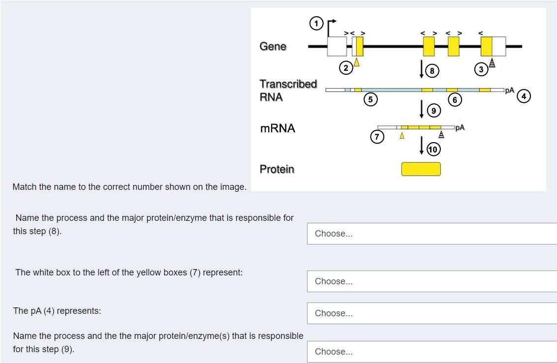 Solved Match the name to the correct number shown on the | Chegg.com