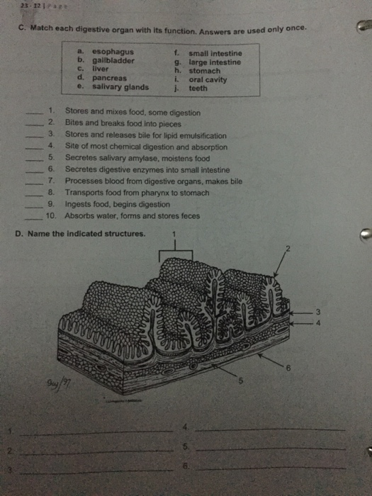 Solved 23-121Page C. Match each digestive organ with its | Chegg.com Solved 23-121Page C. Match each digestive organ with its | Chegg.com