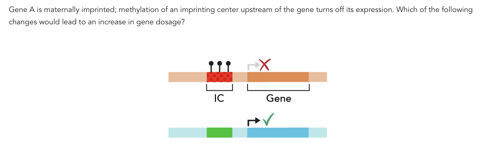Solved Gene A is maternally imprinted; methylation of an | Chegg.com