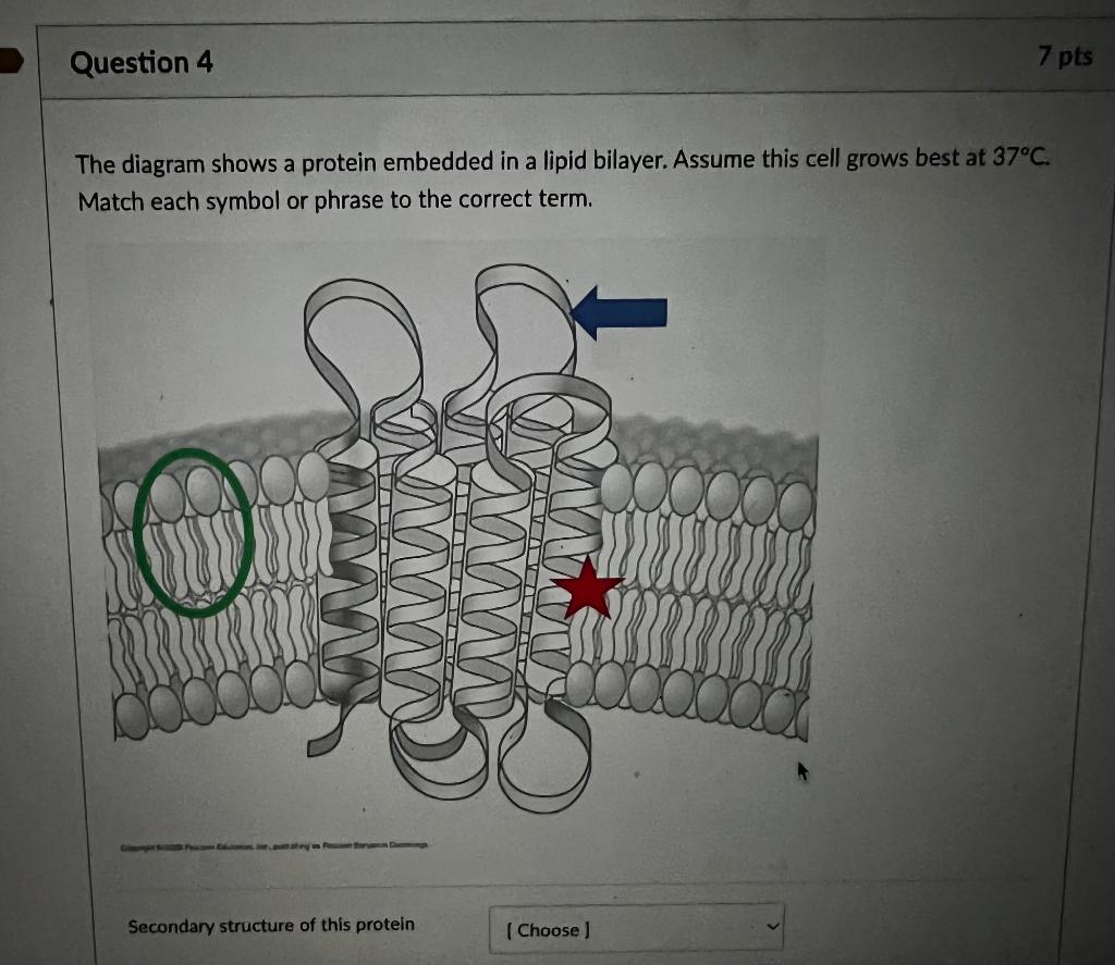 Solved The diagram shows a protein embedded in a lipid | Chegg.com