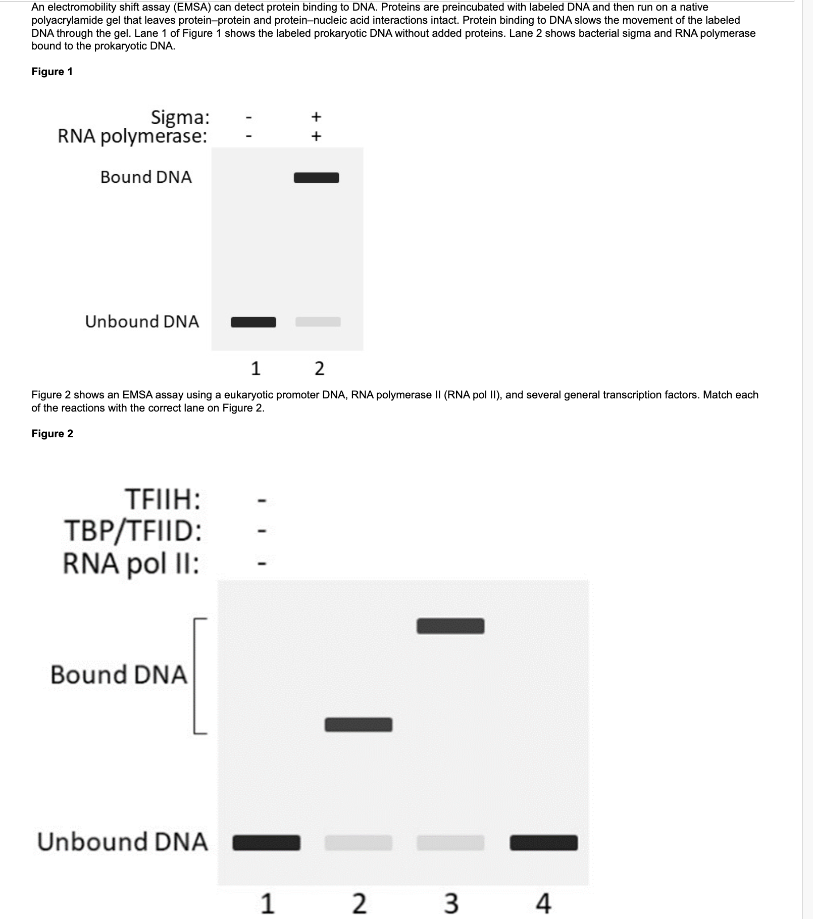 Solved An electromobility shift assay (EMSA) can detect | Chegg.com