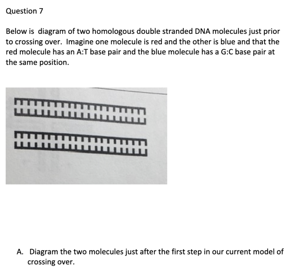 Solved Below is diagram of two homologous double stranded | Chegg.com