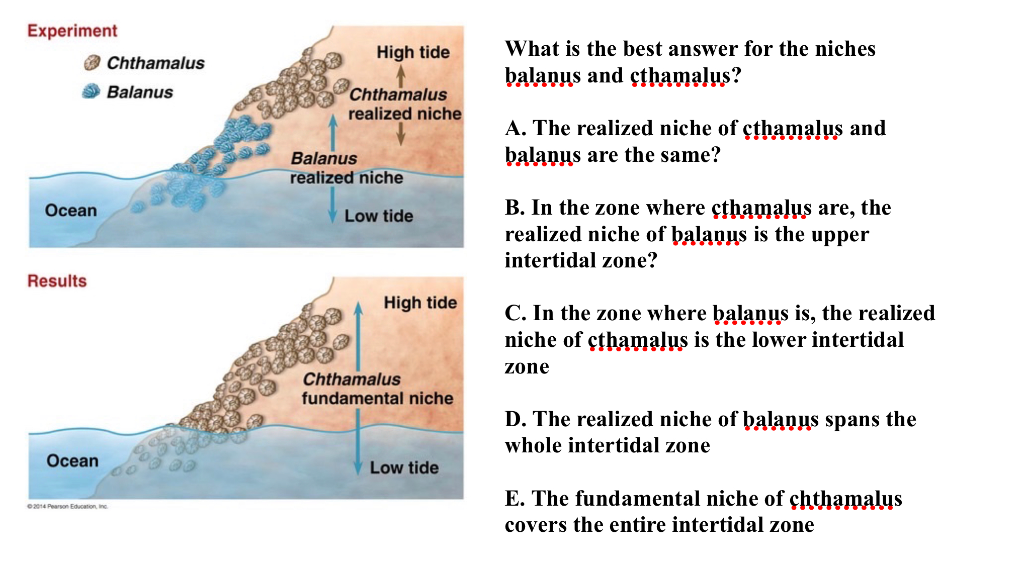 Solved What is the answer for the niches balanus and | Chegg.com