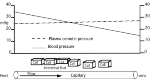 Solved Below is a hypothetical capillary with a graph | Chegg.com