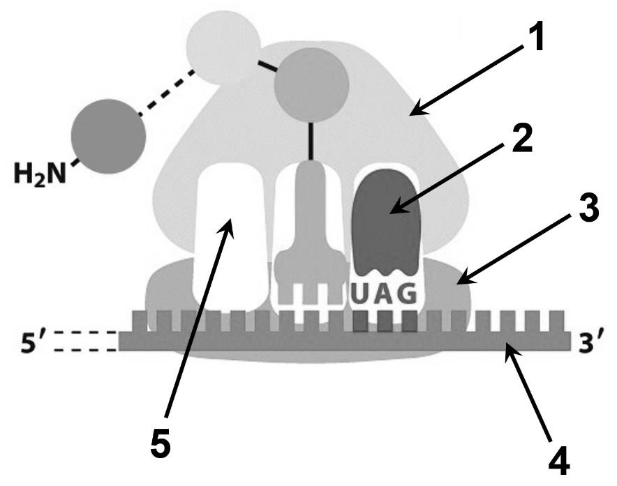 Solved 10. Below is the diagram of a ribosome that has | Chegg.com