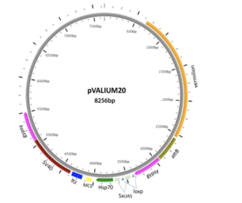 Solved A plasmid containing a hairpin-RNAi construct that is | Chegg.com