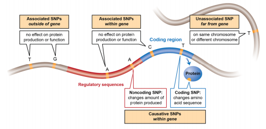 Solved 1) Single nucleotide polymorphisms (SNPs) are | Chegg.com