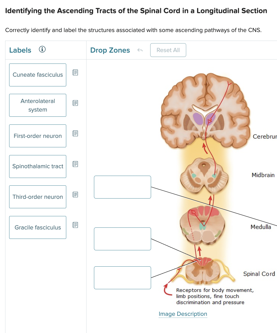 Solved Identifying the Ascending Tracts of the Spinal Cord | Chegg.com