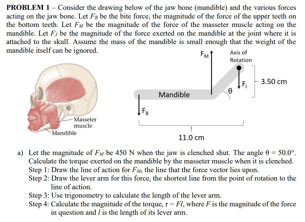 Solved b) When the masseter muscle is clenched (and the | Chegg.com