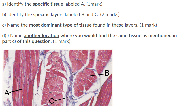 Solved a) Identify the specific tissue labeled A. (1mark) b) | Chegg.com