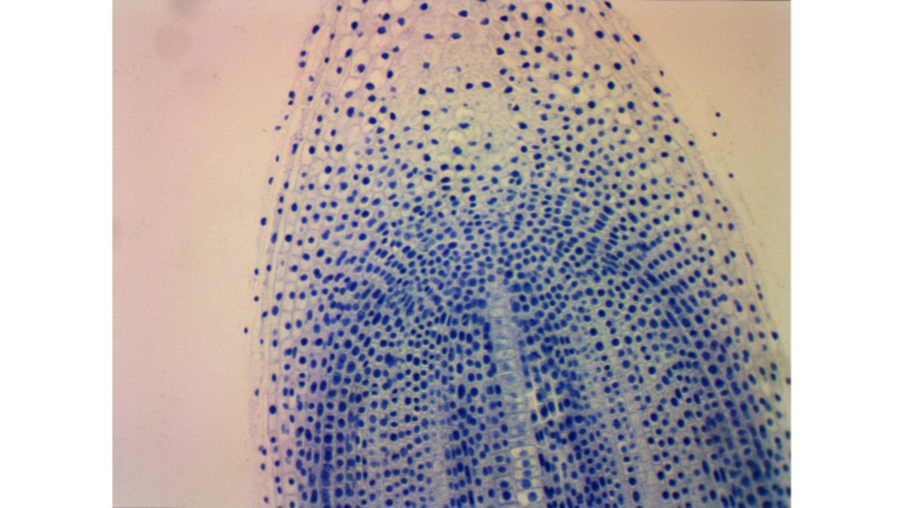 Solved Data Table 2: Microscopy MagnificationLabel prophase, | Chegg.com