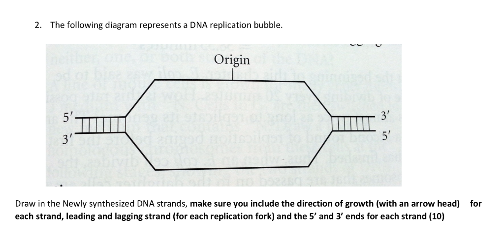 Solved 2. The following diagram represents a DNA replication | Chegg.com