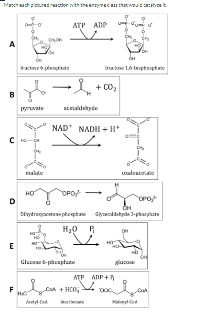 Solved Match each pictured reaction with the enzyme class | Chegg.com