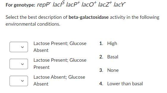 Solved For genotype: repP P−laclS lacP P+lacO P+lacZ+lacY | Chegg.com