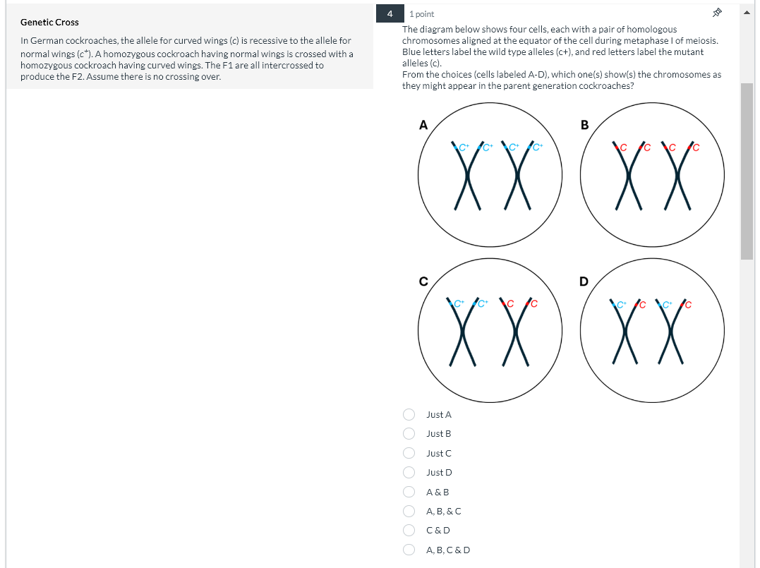 Solved Genetic CrossIn German cockroaches, the allele for | Chegg.com
