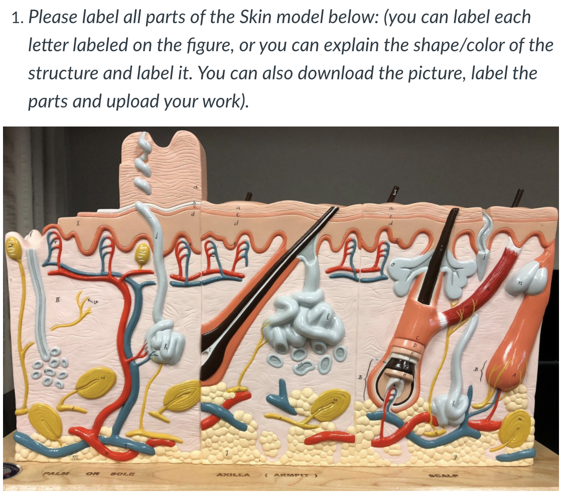 Labeled Skin Model